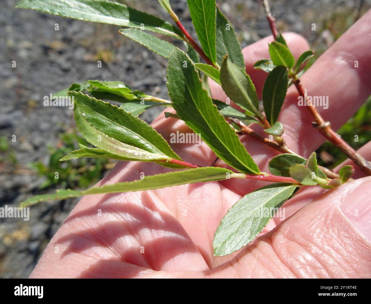 Willows (Salix) Plantae Stock Photo - Alamy