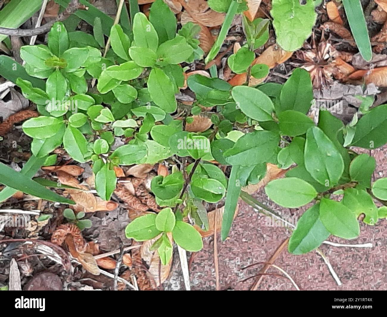 Chinese privet (Ligustrum sinense) Plantae Stock Photo - Alamy