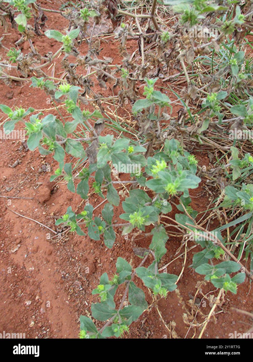 Bindii (Acanthospermum hispidum) Plantae Stock Photo - Alamy