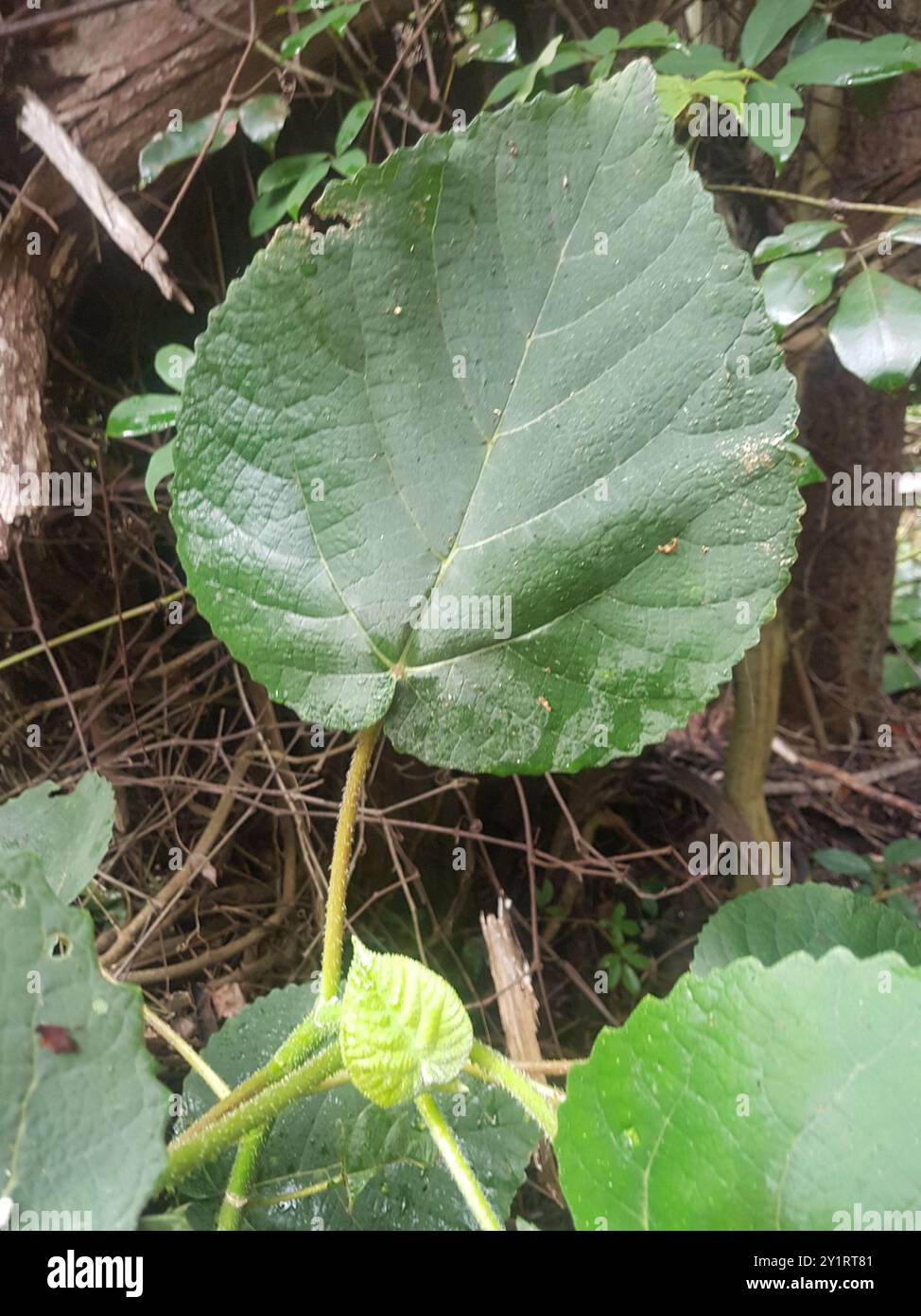 Giant Stinging Tree (Dendrocnide excelsa) Plantae Stock Photo - Alamy