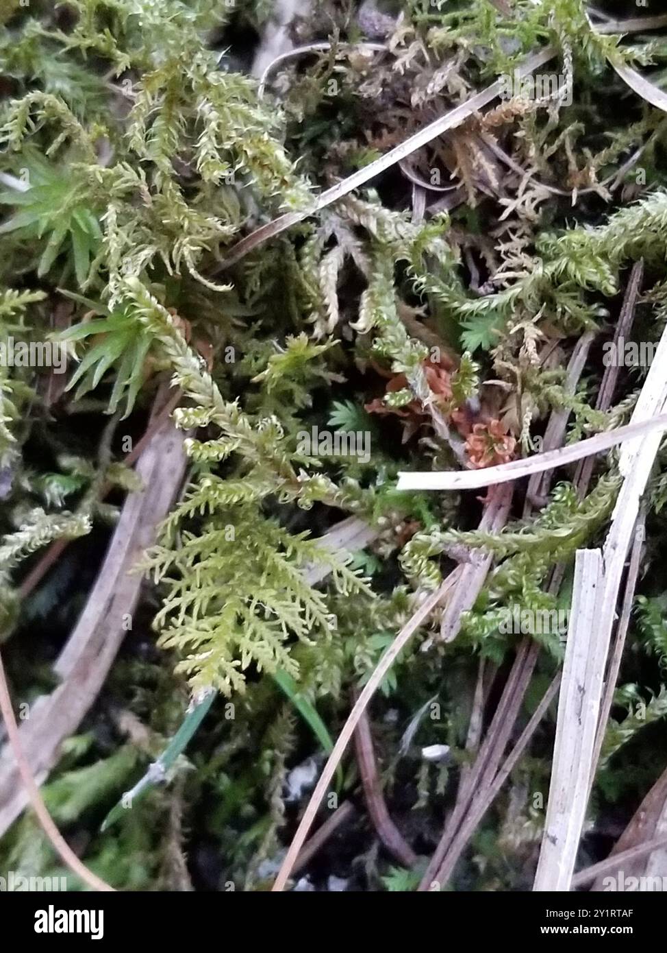 delicate fern moss (Thuidium delicatulum) Plantae Stock Photo - Alamy
