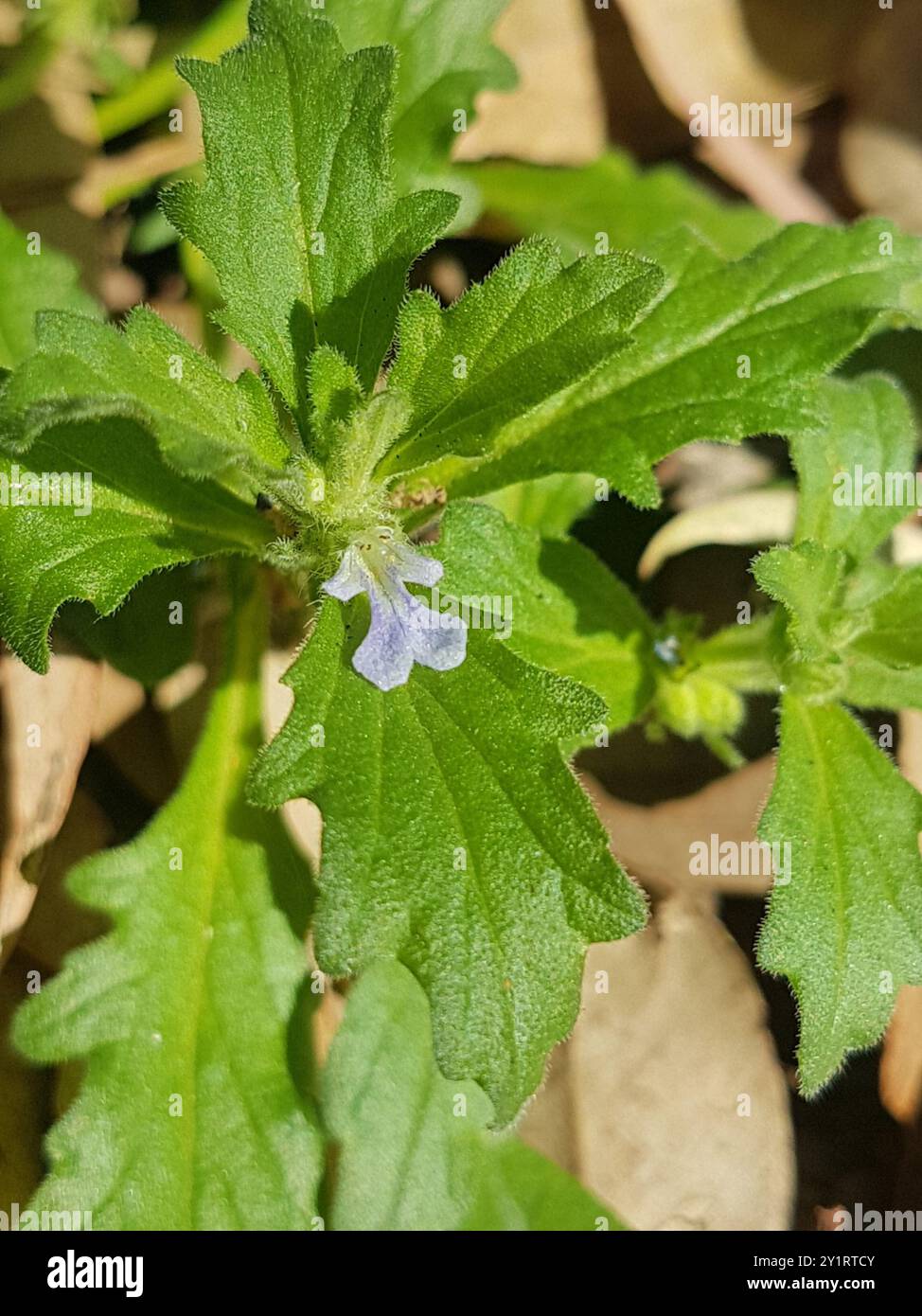 Austral Bugle (Ajuga australis) Plantae Stock Photo - Alamy
