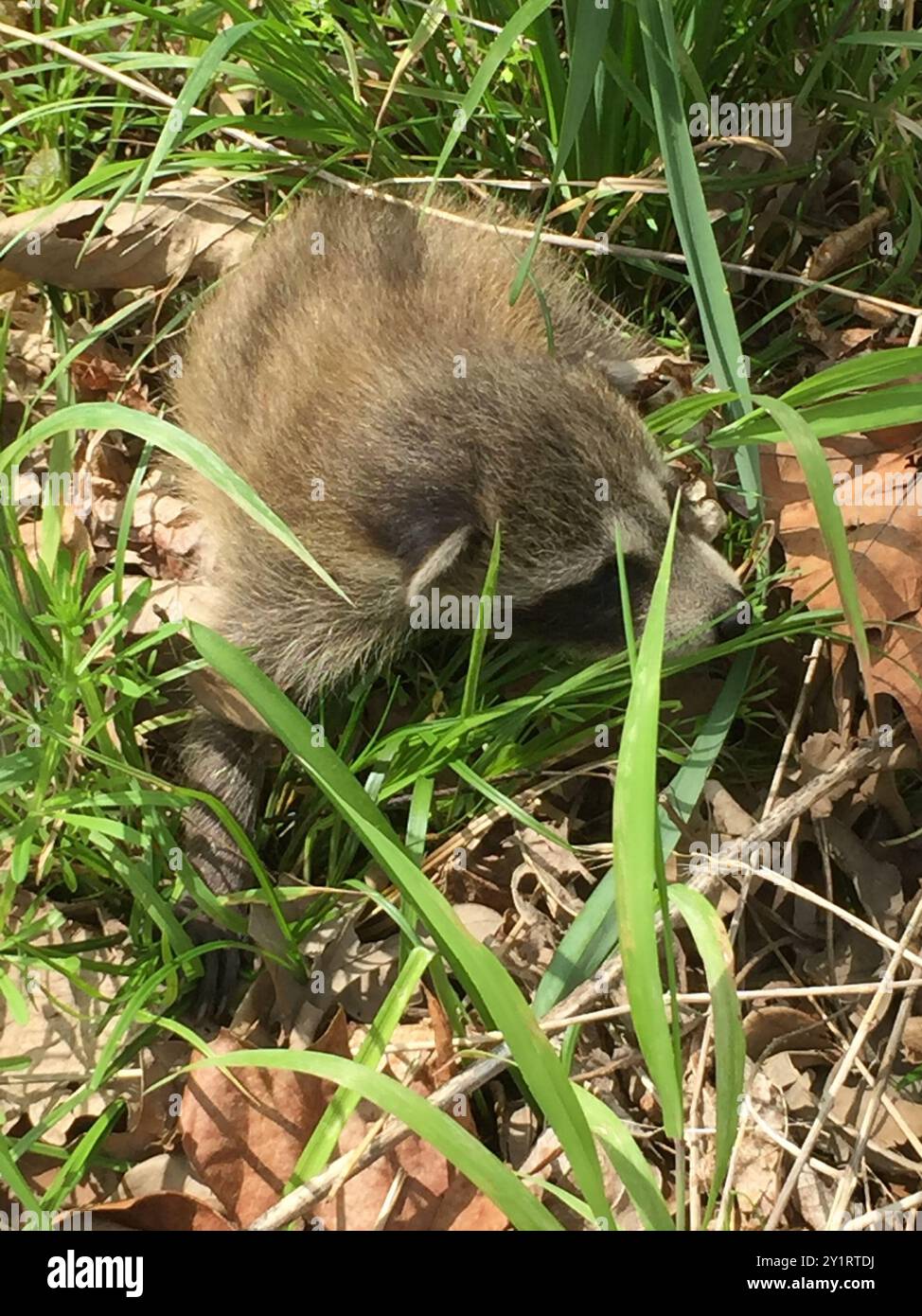 Common Raccoon (Procyon lotor) Mammalia Stock Photo - Alamy