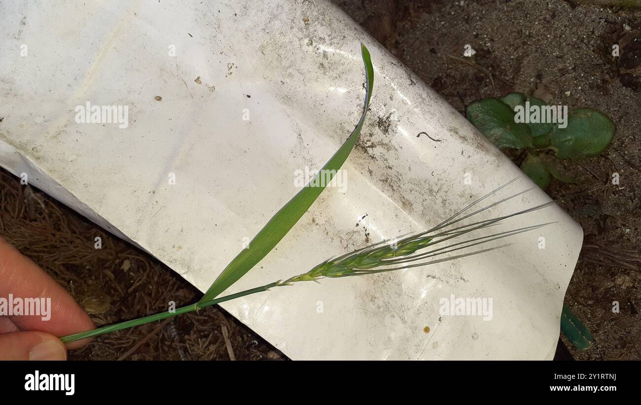 Common Barley (Hordeum vulgare) Plantae Stock Photo - Alamy