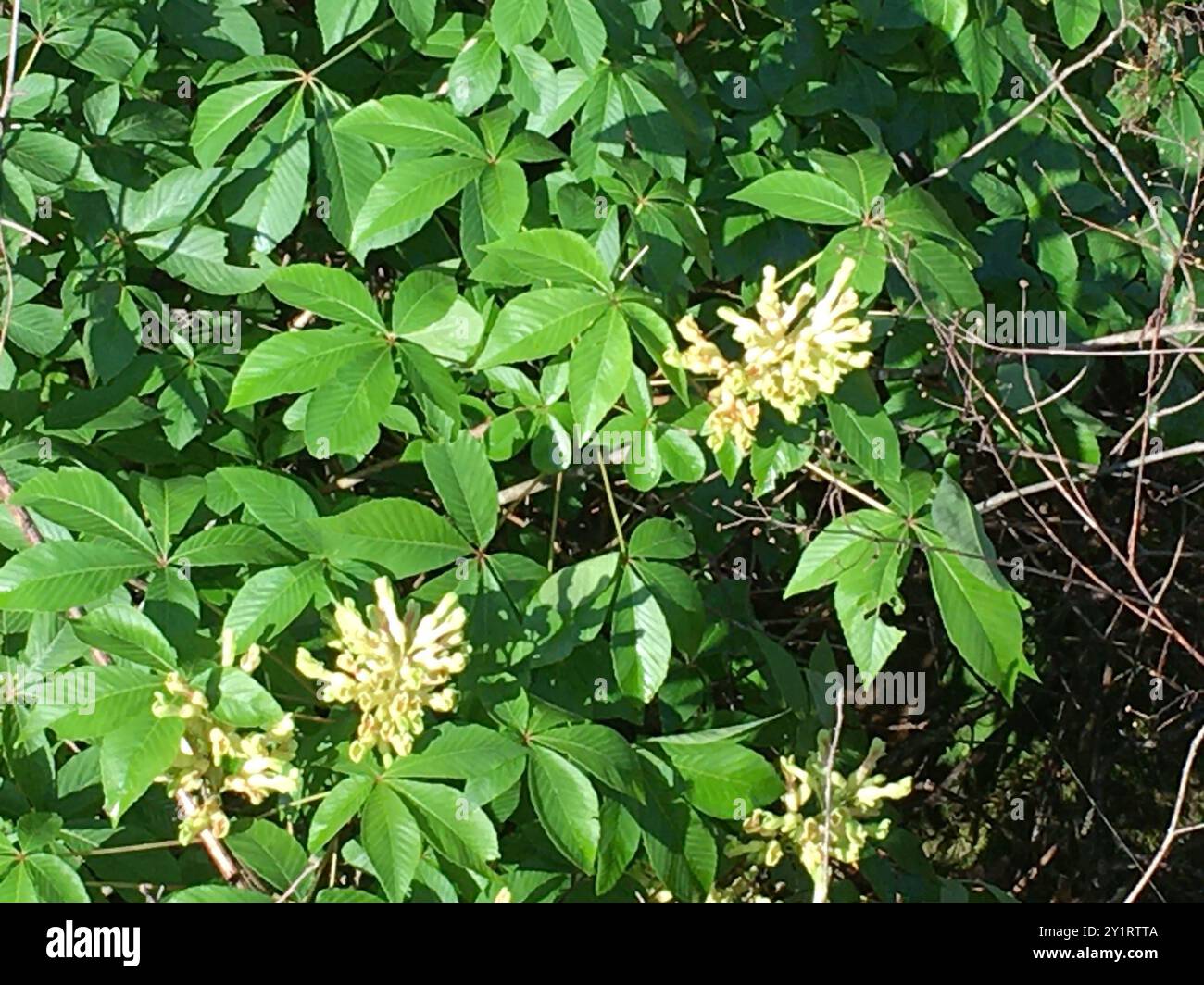 painted buckeye (Aesculus sylvatica) Plantae Stock Photo - Alamy