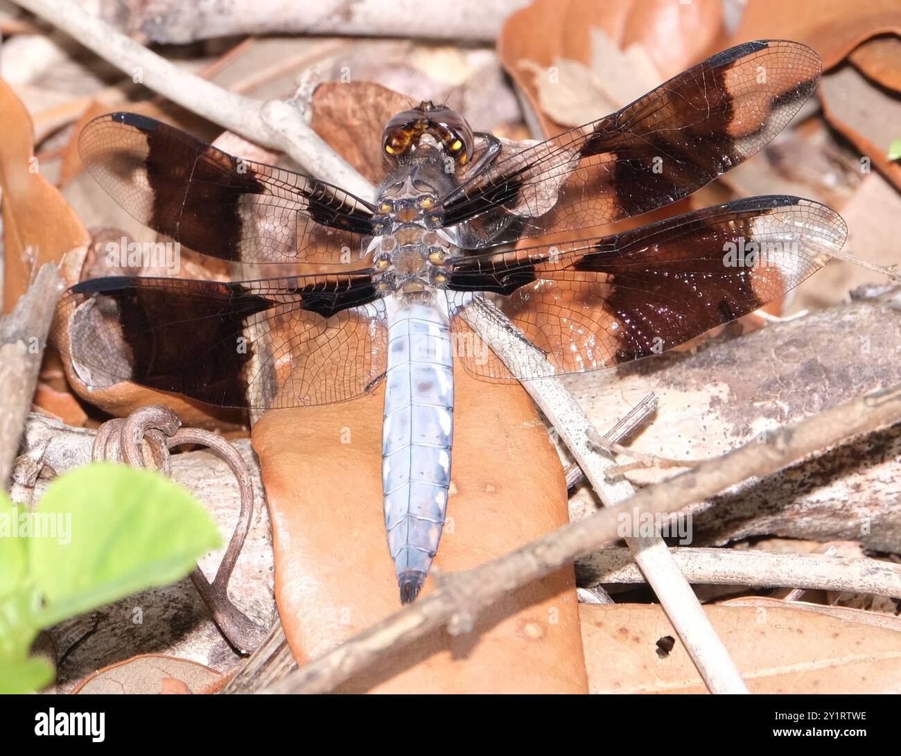 Common Whitetail (Plathemis lydia) Insecta Stock Photo - Alamy