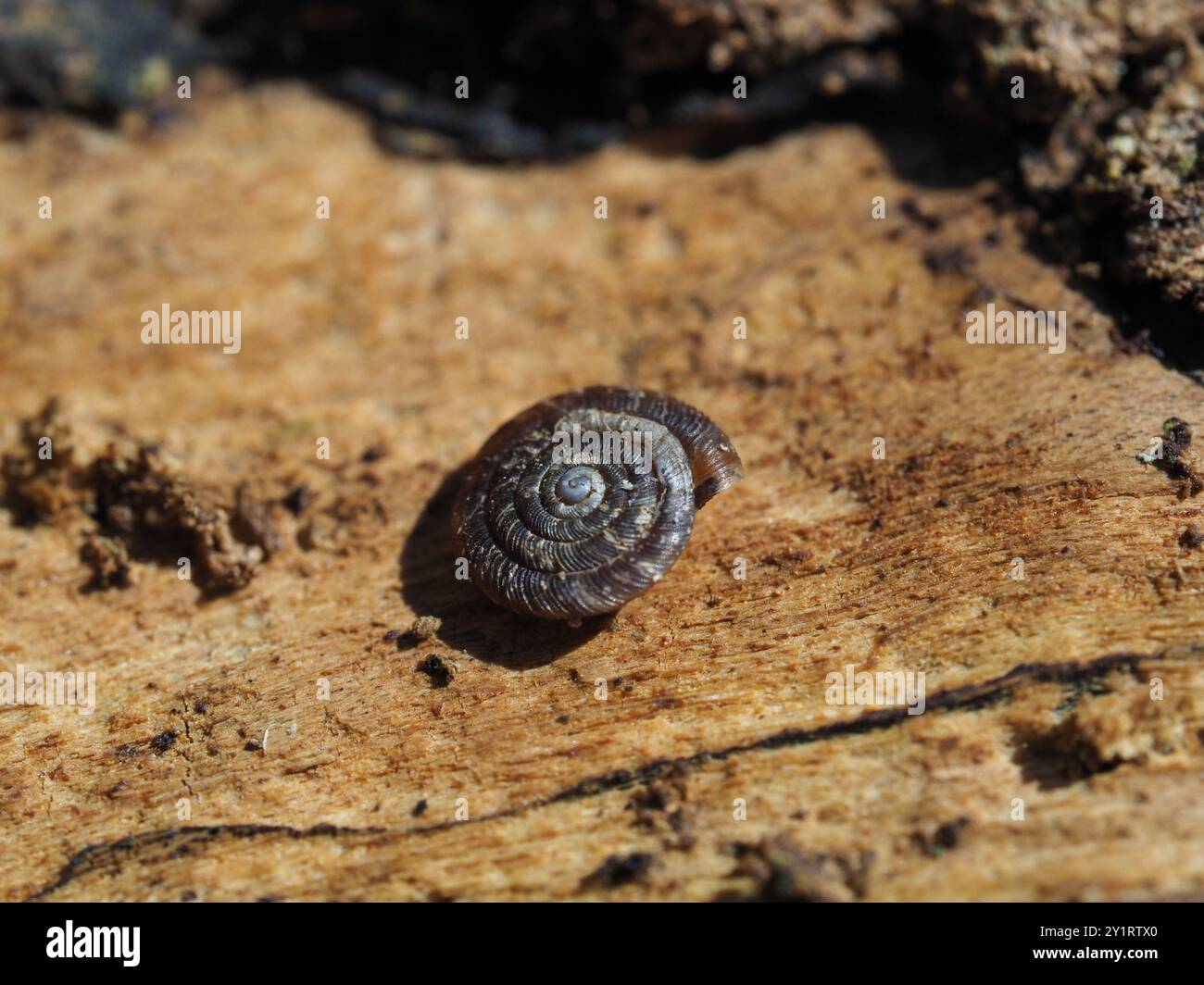 Rounded Snail (Gonyodiscus rotundatus) Mollusca Stock Photo - Alamy