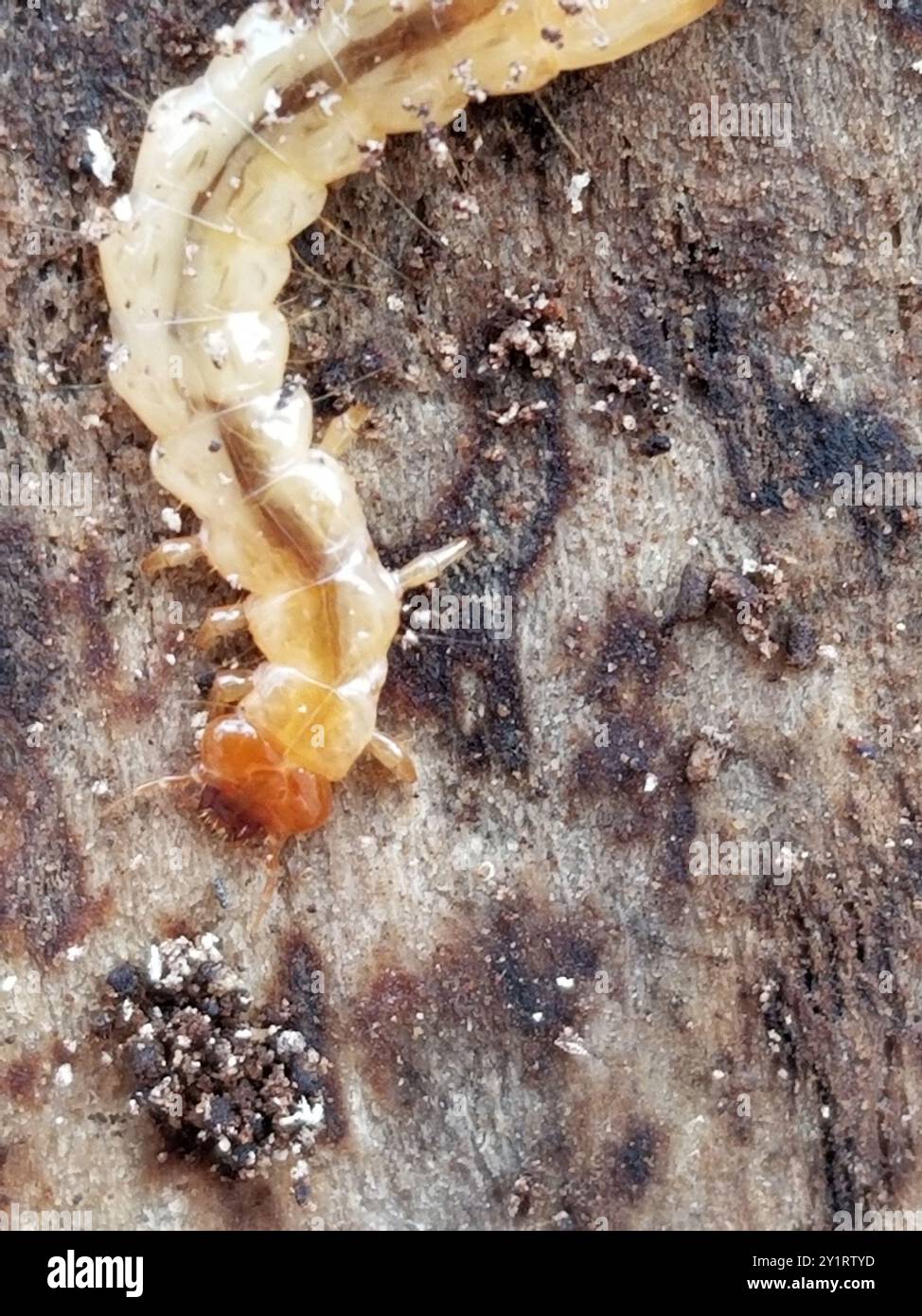 Canada Fire-colored Beetle (Dendroides canadensis) Insecta Stock Photo ...