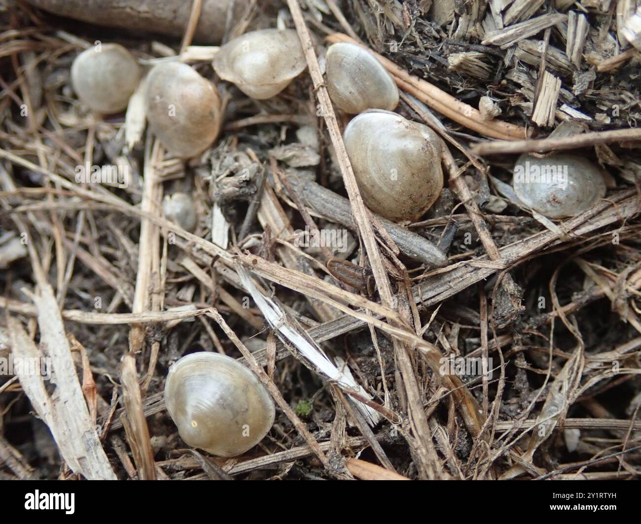 Musculium hi-res stock photography and images - Alamy