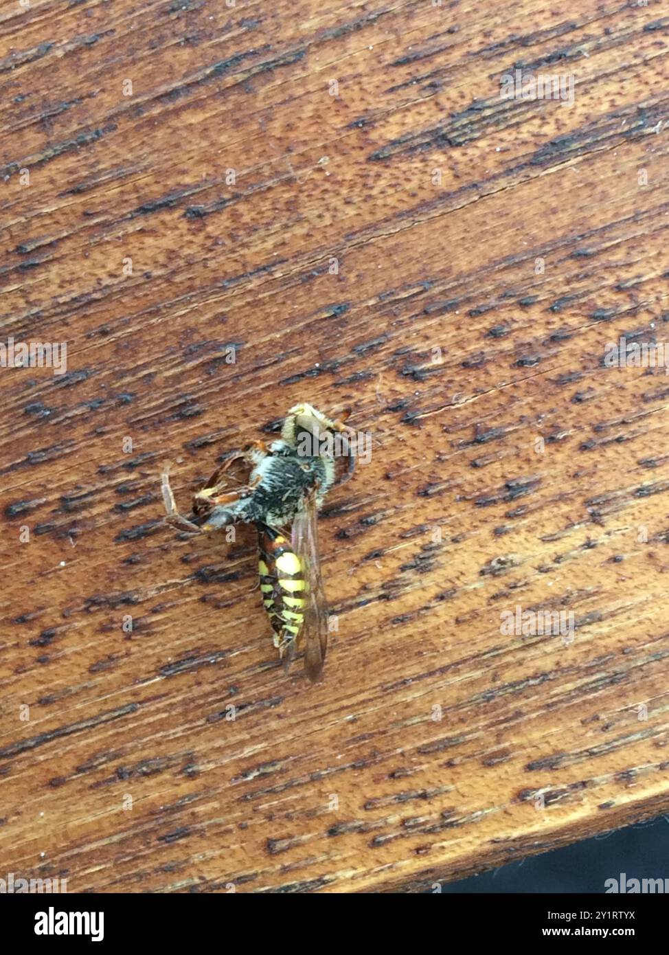 Fork-jawed Nomad Bee (Nomada ruficornis) Insecta Stock Photo - Alamy