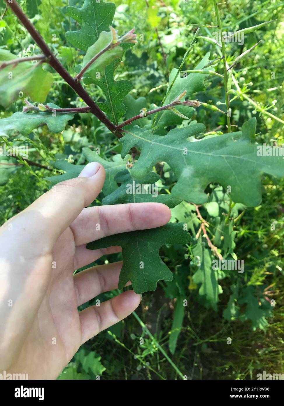 valley oak (Quercus lobata) Plantae Stock Photo - Alamy