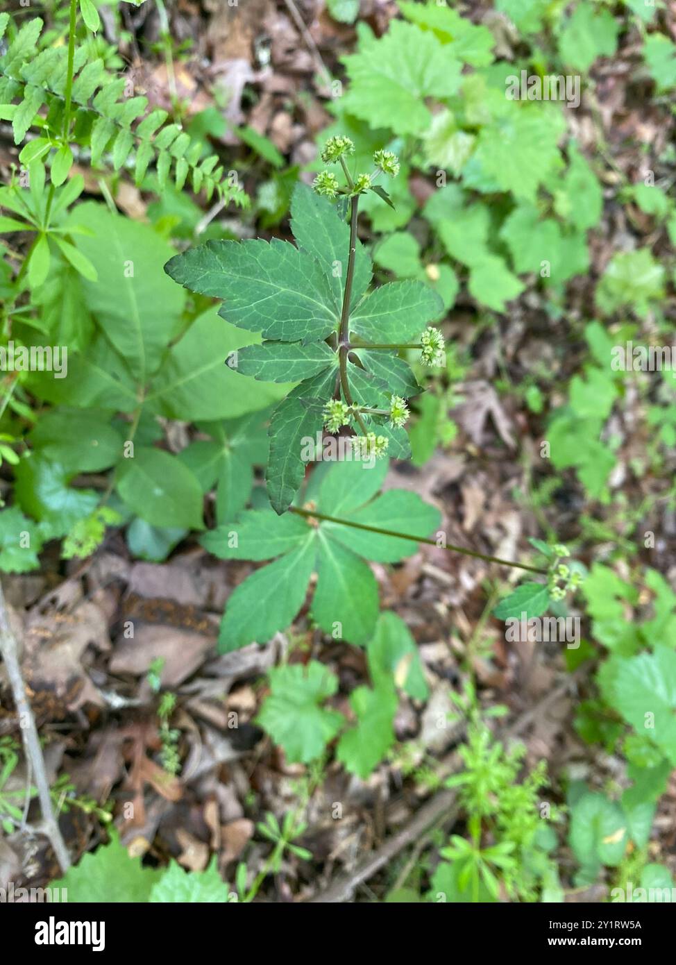 short-styled black snakeroot (Sanicula canadensis canadensis) Plantae ...