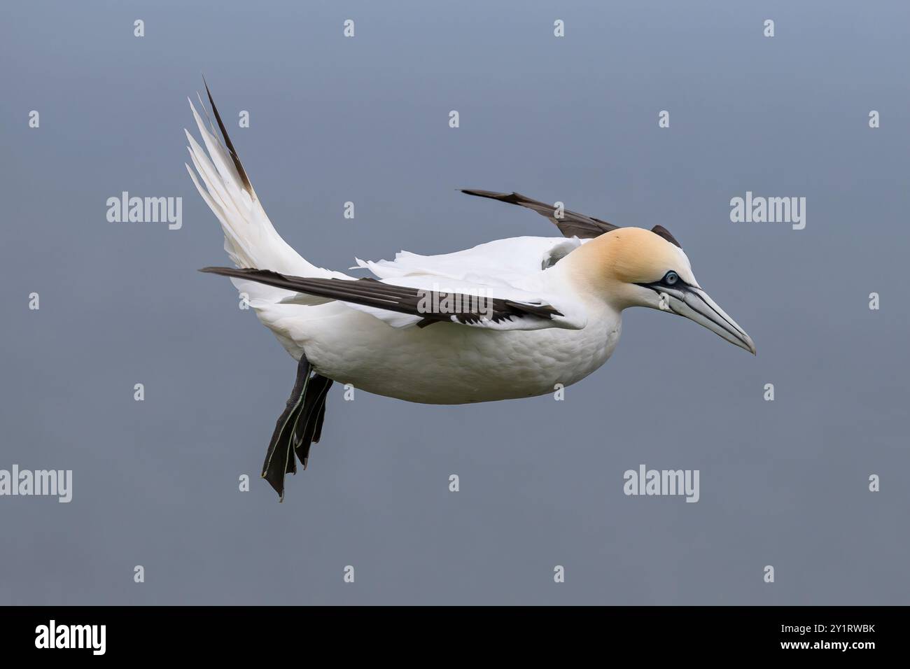 Northern Gannet, Morus bassanus adult bird in flight RSPB Bempton ...