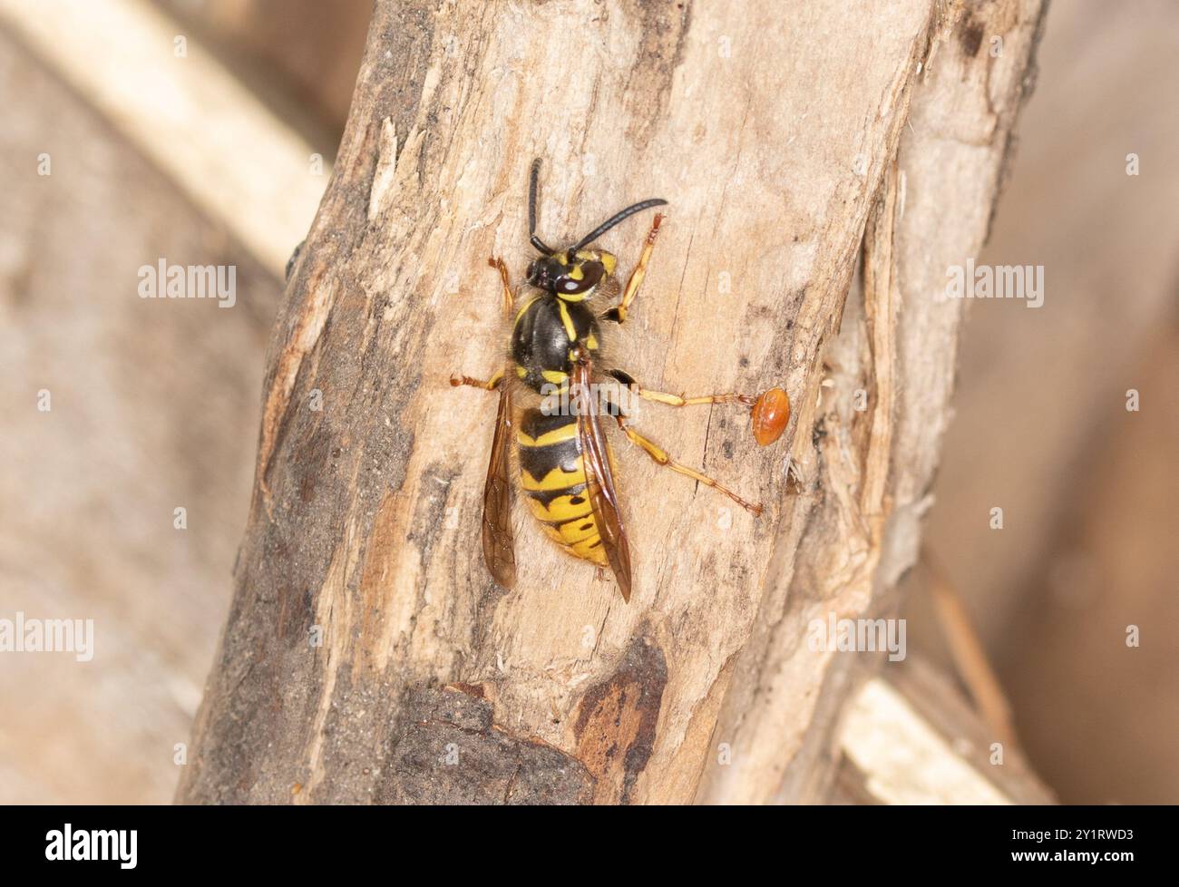 Common European Yellowjacket (Vespula vulgaris) Insecta Stock Photo - Alamy