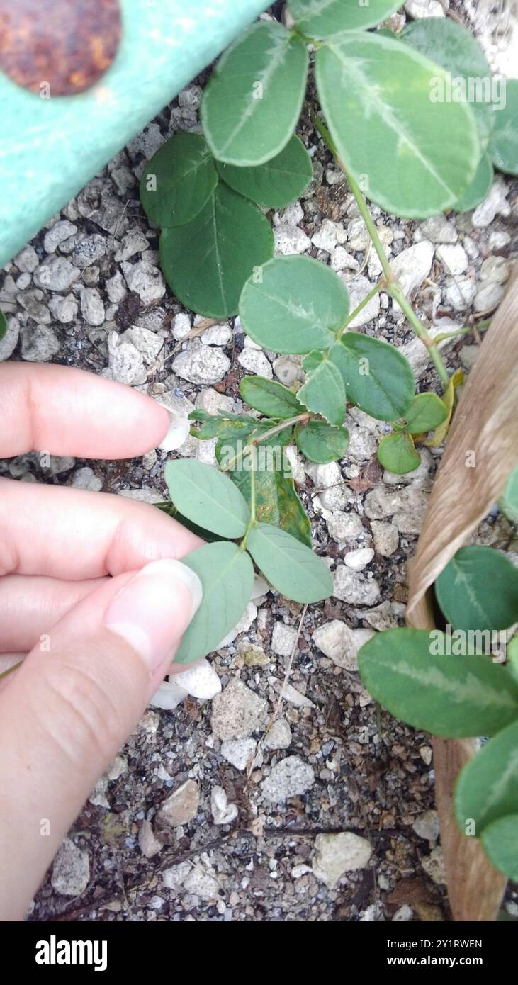 creeping beggarweed (Desmodium incanum) Plantae Stock Photo - Alamy