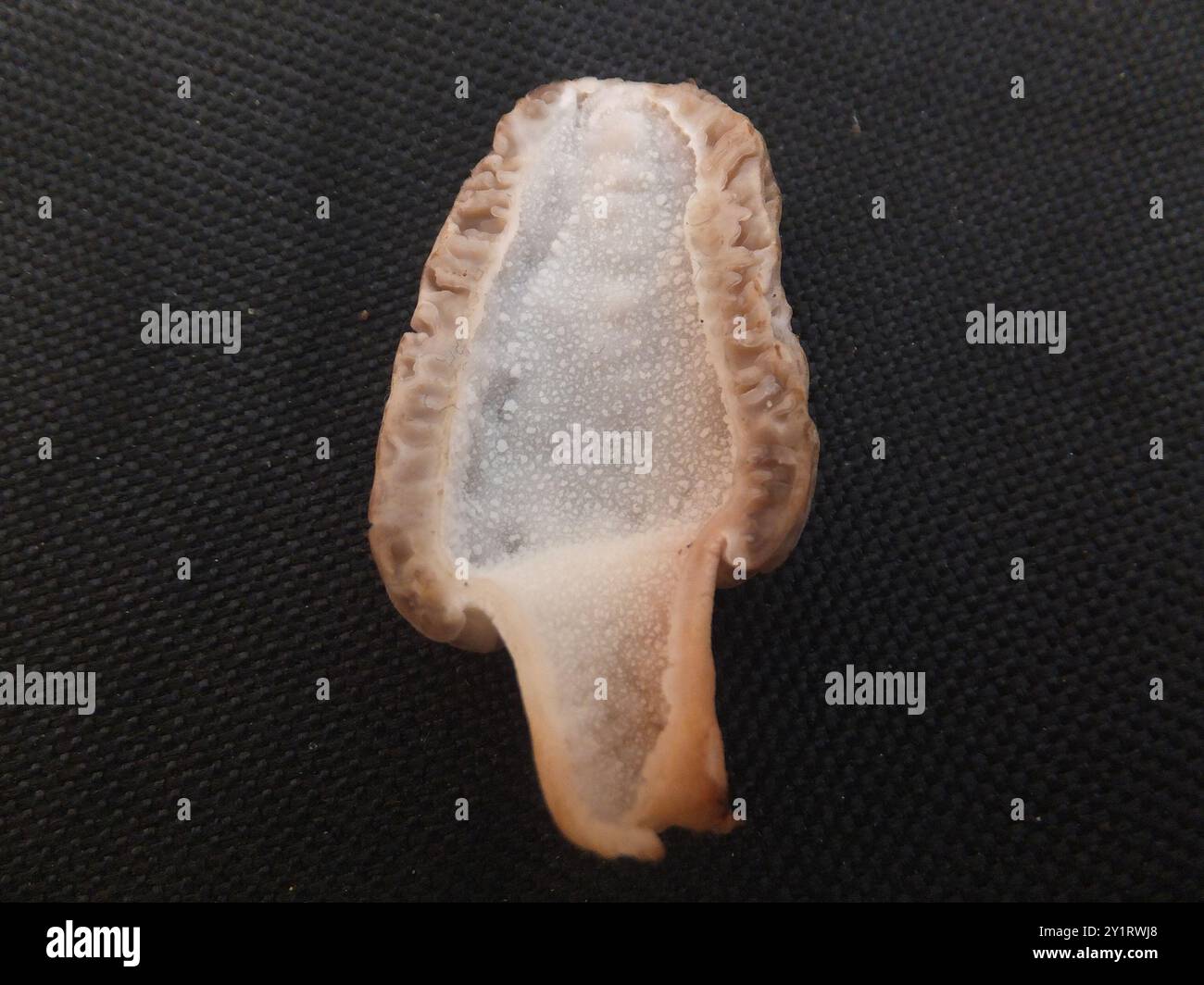 Landscaping Black Morel (Morchella importuna) Fungi Stock Photo - Alamy