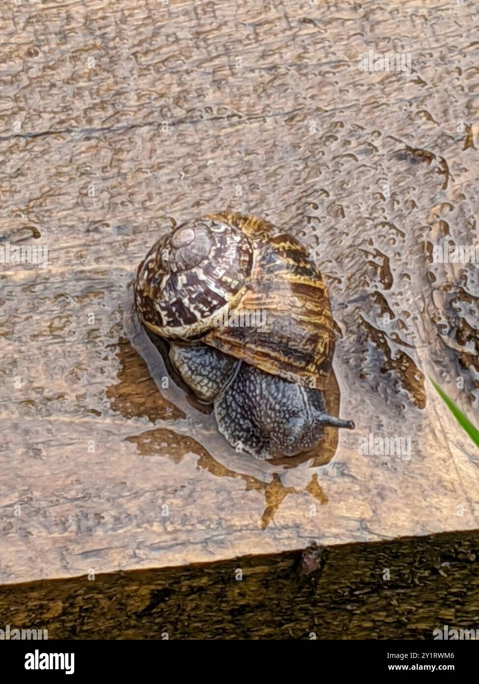 Garden Snail (Cornu aspersum) Mollusca Stock Photo - Alamy