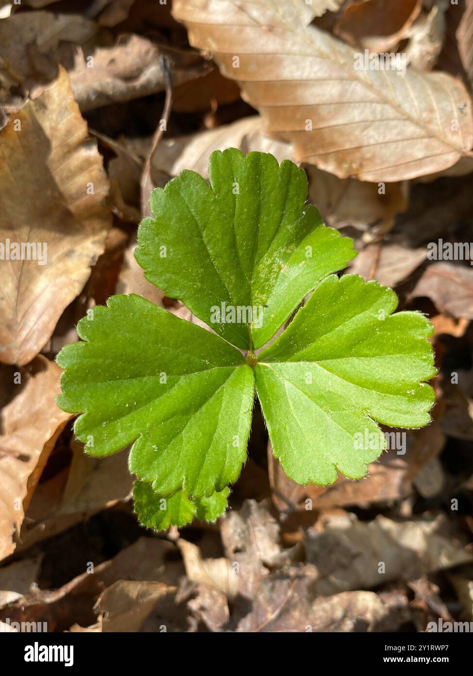 Southern Barren Strawberry (Waldsteinia fragarioides doniana) Plantae ...
