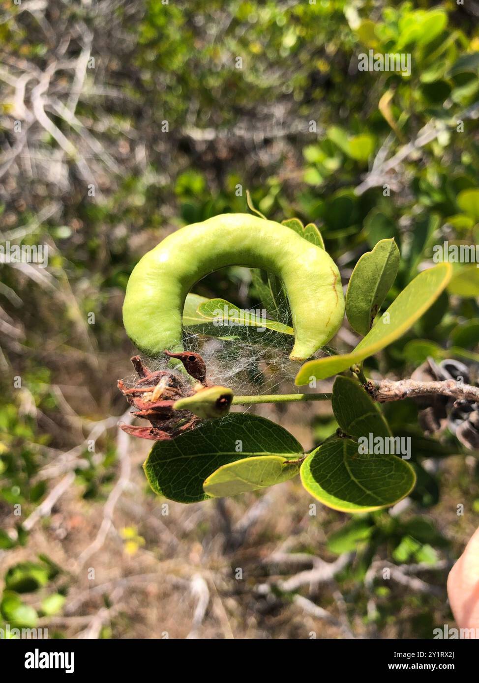 Blackbead (Pithecellobium keyense) Plantae Stock Photo - Alamy
