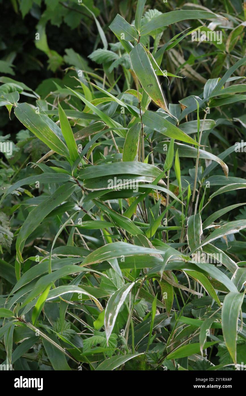 Arrow Bamboo (Pseudosasa japonica) Plantae Stock Photo - Alamy