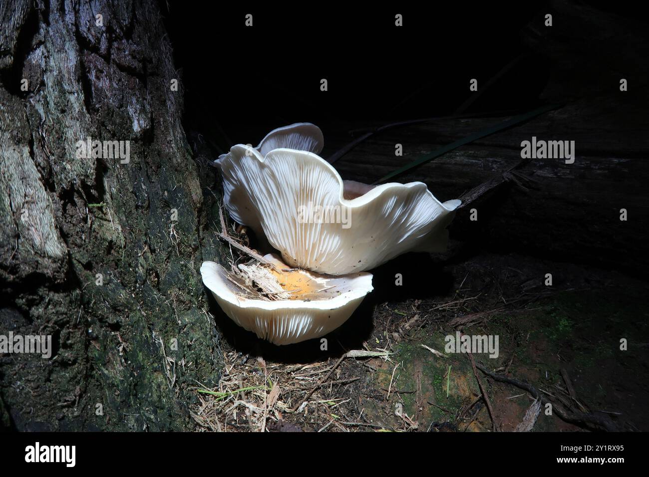 ghost fungus (Omphalotus nidiformis) Fungi Stock Photo - Alamy