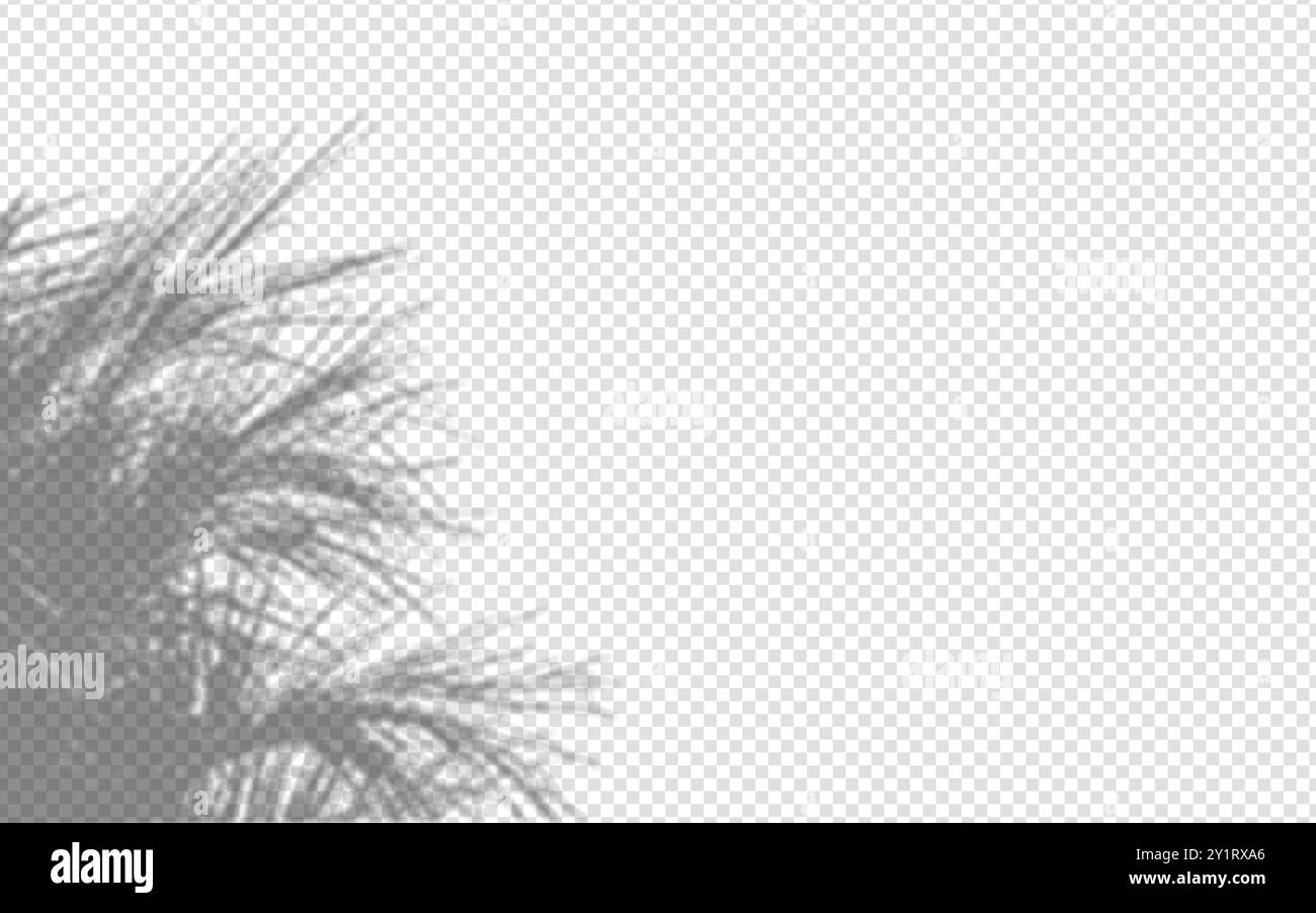 Shadow overlay from branches of a palm tree palm tree isolated on a ...