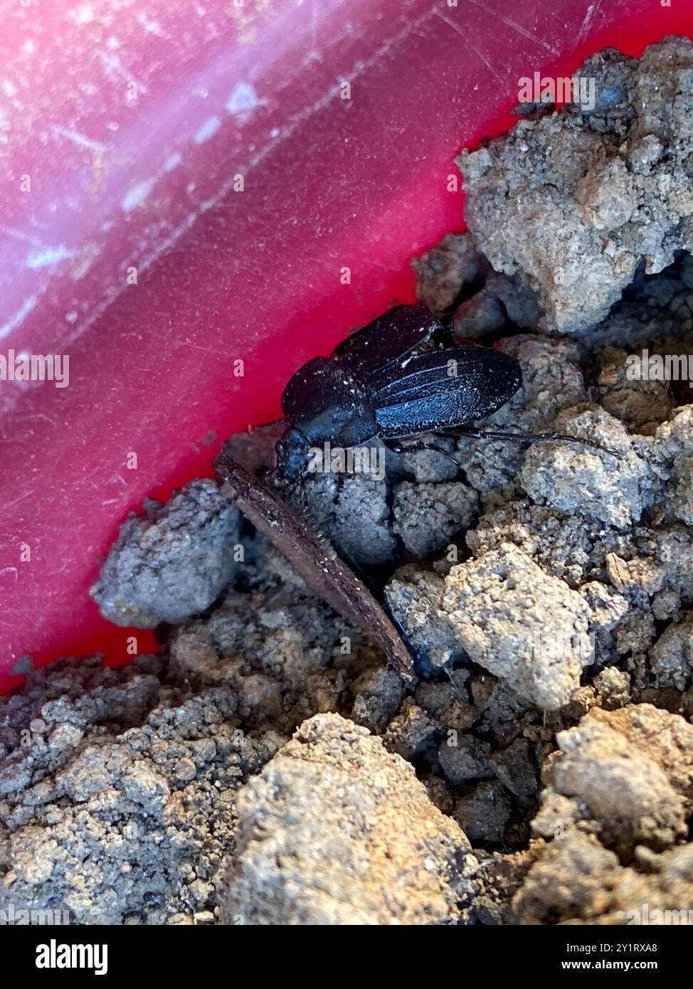 Black snail beetle (Phosphuga atrata) Insecta Stock Photo - Alamy