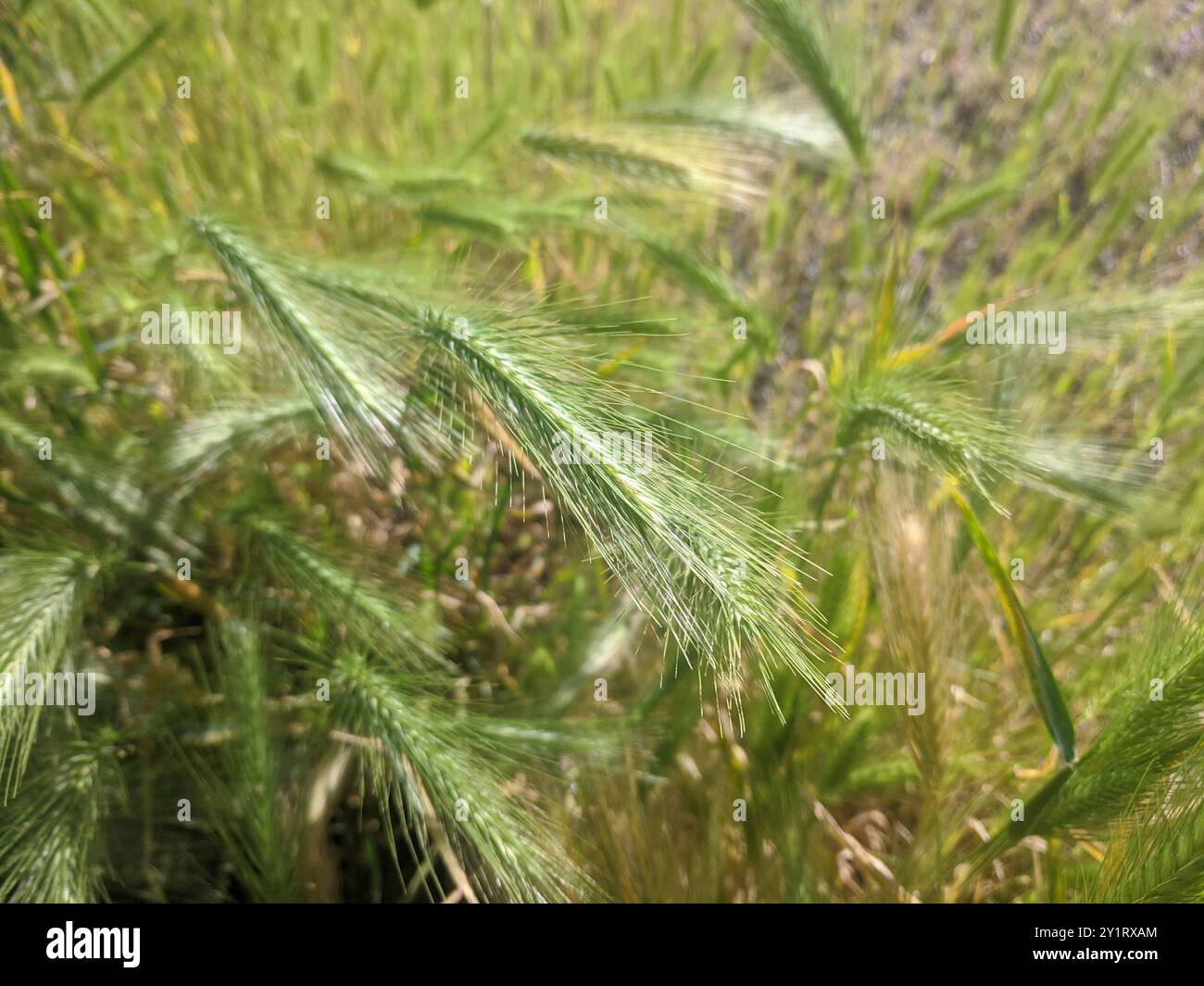 wall barley (Hordeum murinum) Plantae Stock Photo - Alamy