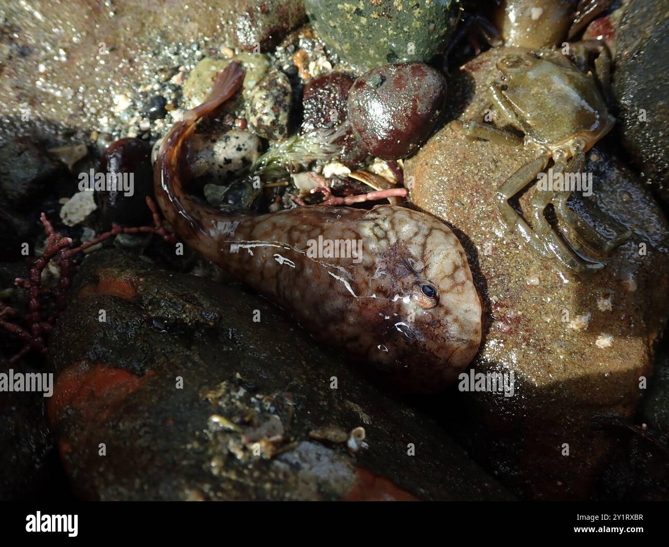Northern Clingfish (Gobiesox maeandricus) Actinopterygii Stock Photo ...