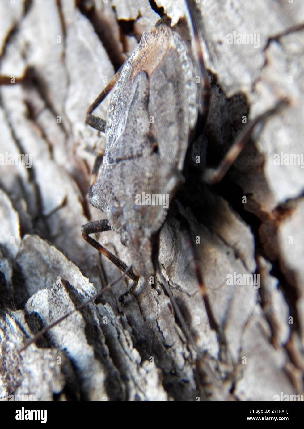 Rough Stink Bugs (Brochymena) Insecta Stock Photo - Alamy