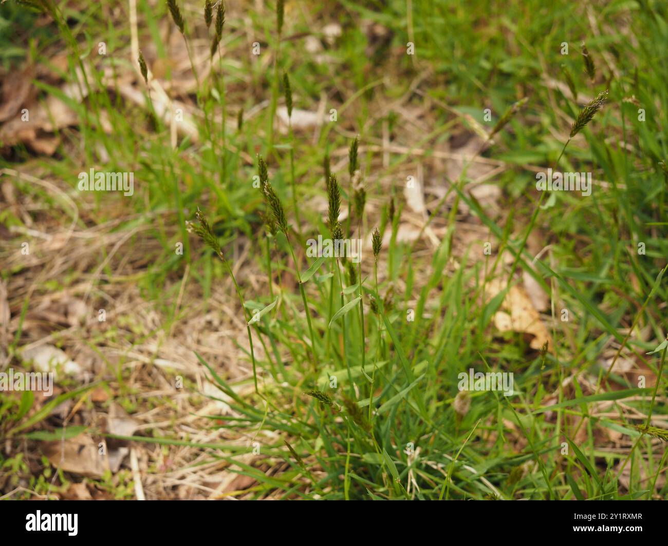 sweet vernal grass (Anthoxanthum odoratum) Plantae Stock Photo - Alamy