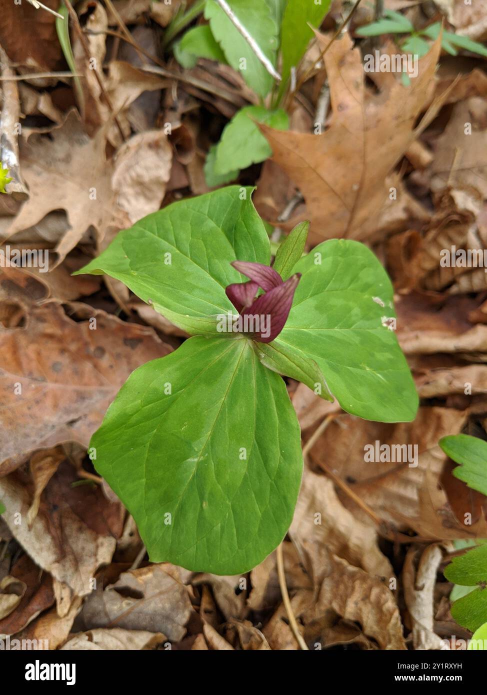 toadshade (Trillium sessile) Plantae Stock Photo - Alamy