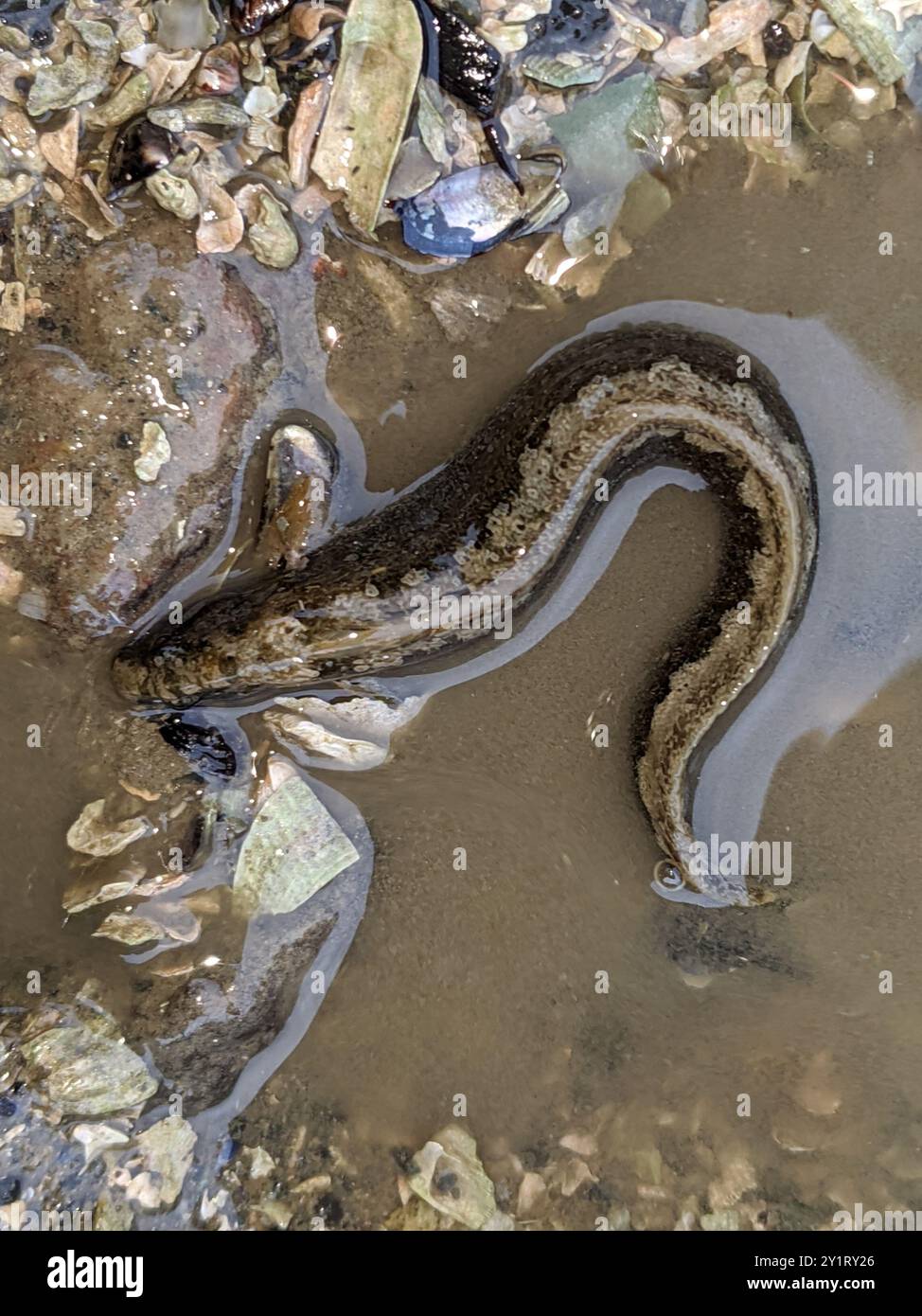 High Cockscomb (Anoplarchus purpurescens) Actinopterygii Stock Photo ...