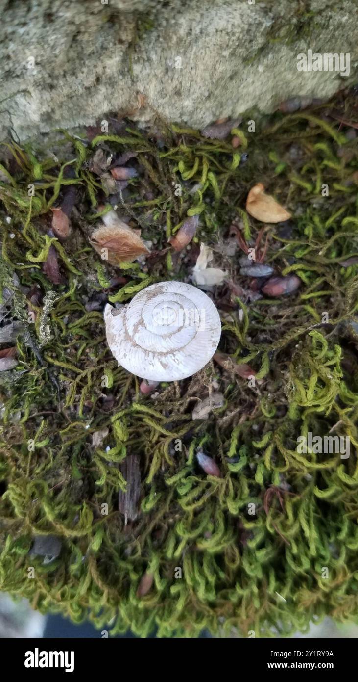 Common Land Snails and Slugs (Stylommatophora) Mollusca Stock Photo - Alamy