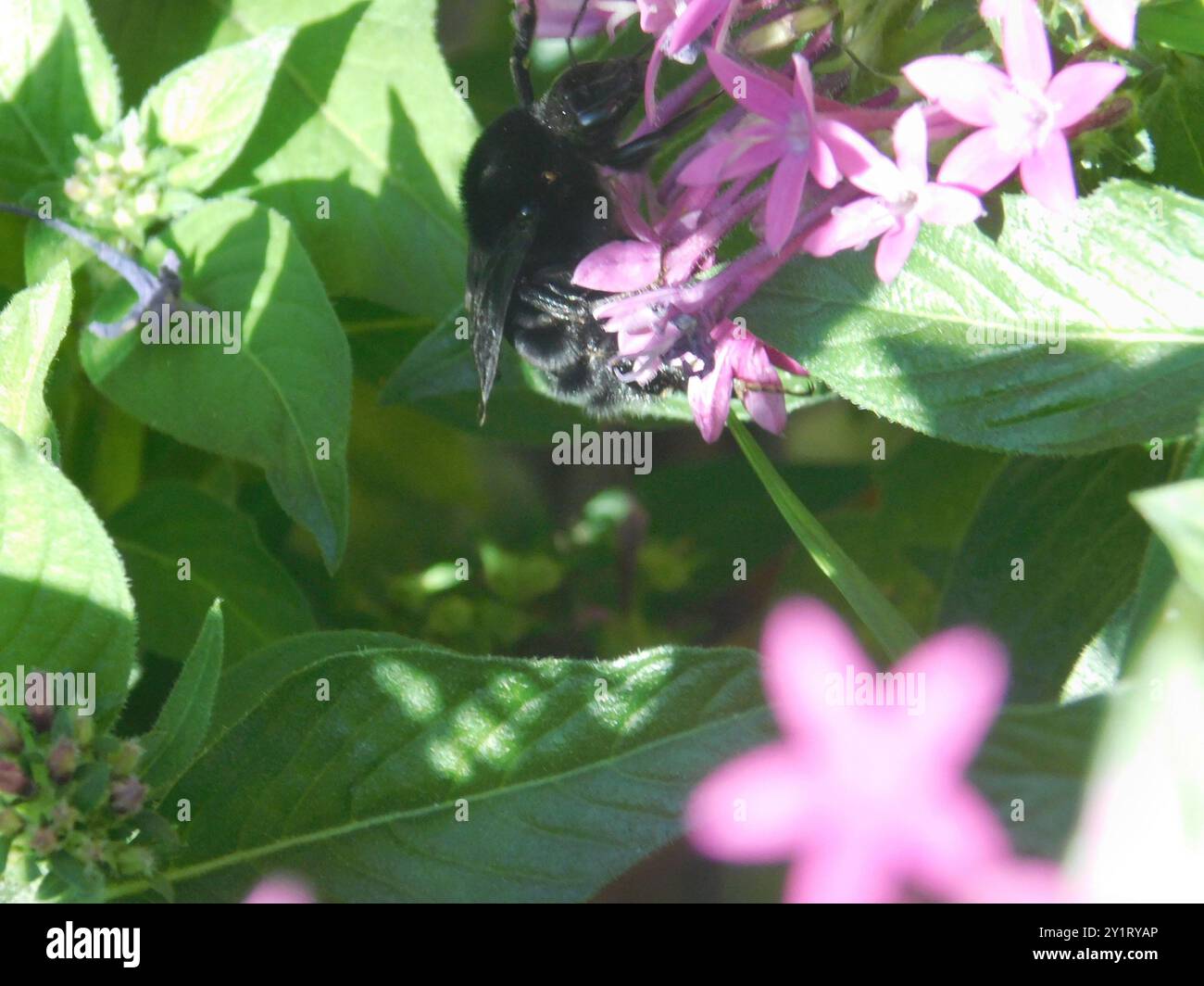 (Bombus morio) Insecta Stock Photo - Alamy