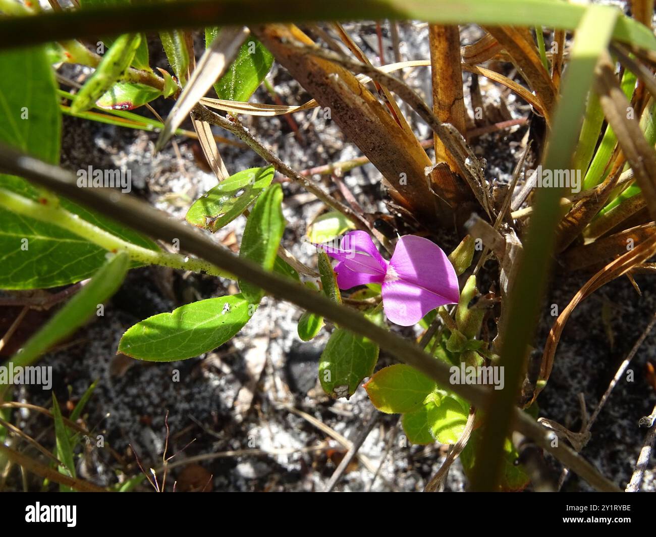 Milkpeas (Galactia) Plantae Stock Photo - Alamy