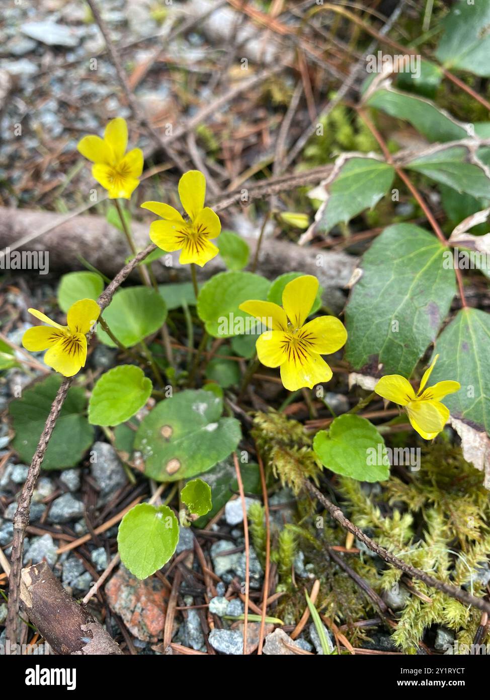 Redwood Violet (Viola sempervirens) Plantae Stock Photo - Alamy