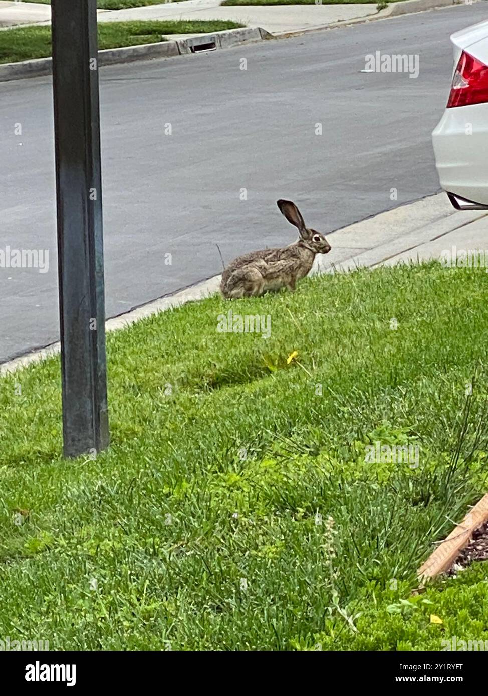 Black-tailed Jackrabbit (Lepus californicus) Mammalia Stock Photo - Alamy