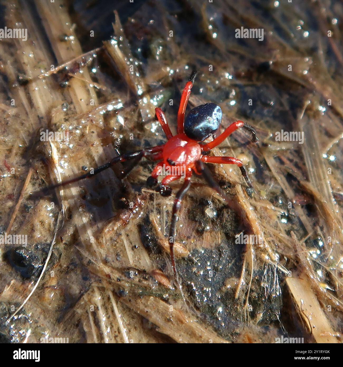 red-and-black Spiders (Nicodamidae) Arachnida Stock Photo - Alamy