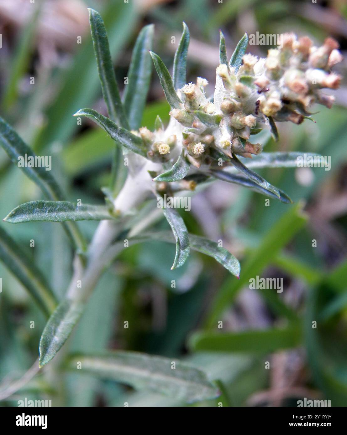 Pennsylvania Cudweed (Gamochaeta pensylvanica) Plantae Stock Photo - Alamy
