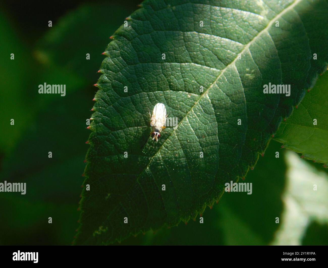 Bermudagrass Stem Maggot (Atherigona reversura) Insecta Stock Photo - Alamy