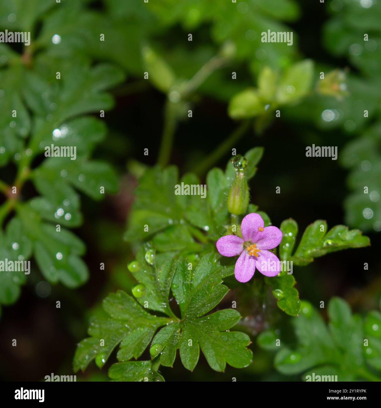Little-Robin (Geranium purpureum) Plantae Stock Photo - Alamy