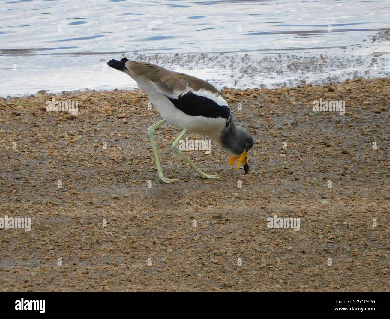 White-crowned Lapwing (Vanellus albiceps) Aves Stock Photo - Alamy