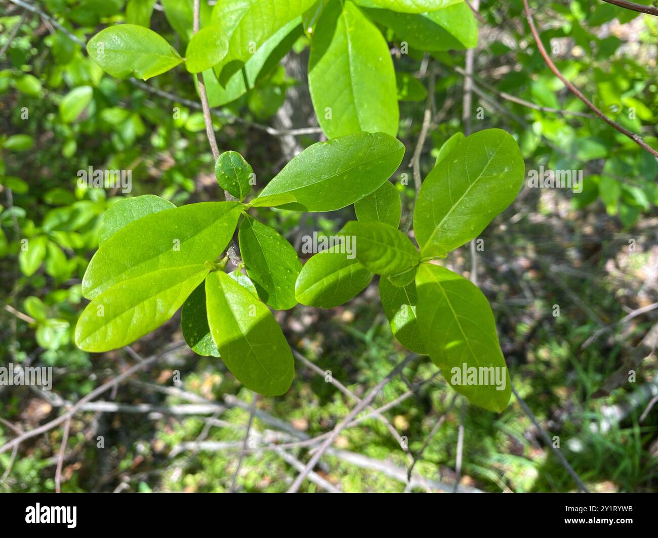 Swamp tupelo (Nyssa biflora) Plantae Stock Photo - Alamy