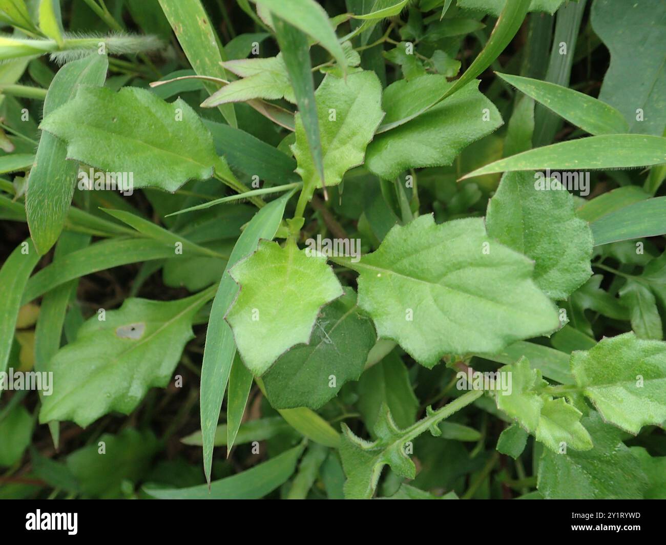 (Gynura formosana) Plantae Stock Photo - Alamy