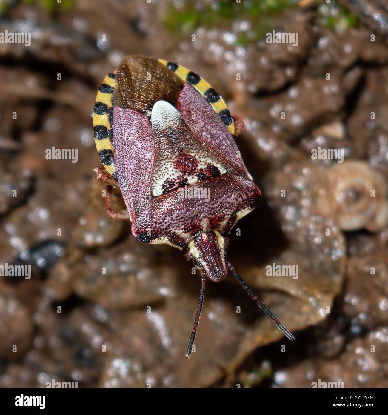 Variegated Fruit Bug (Codophila varia) Insecta Stock Photo - Alamy
