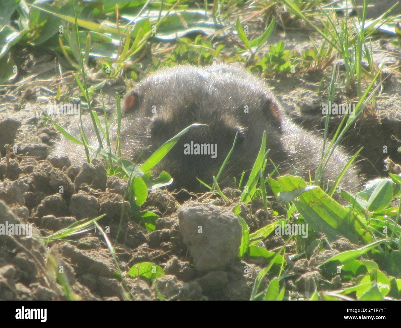 Camas Pocket Gopher (Thomomys bulbivorus) Mammalia Stock Photo - Alamy