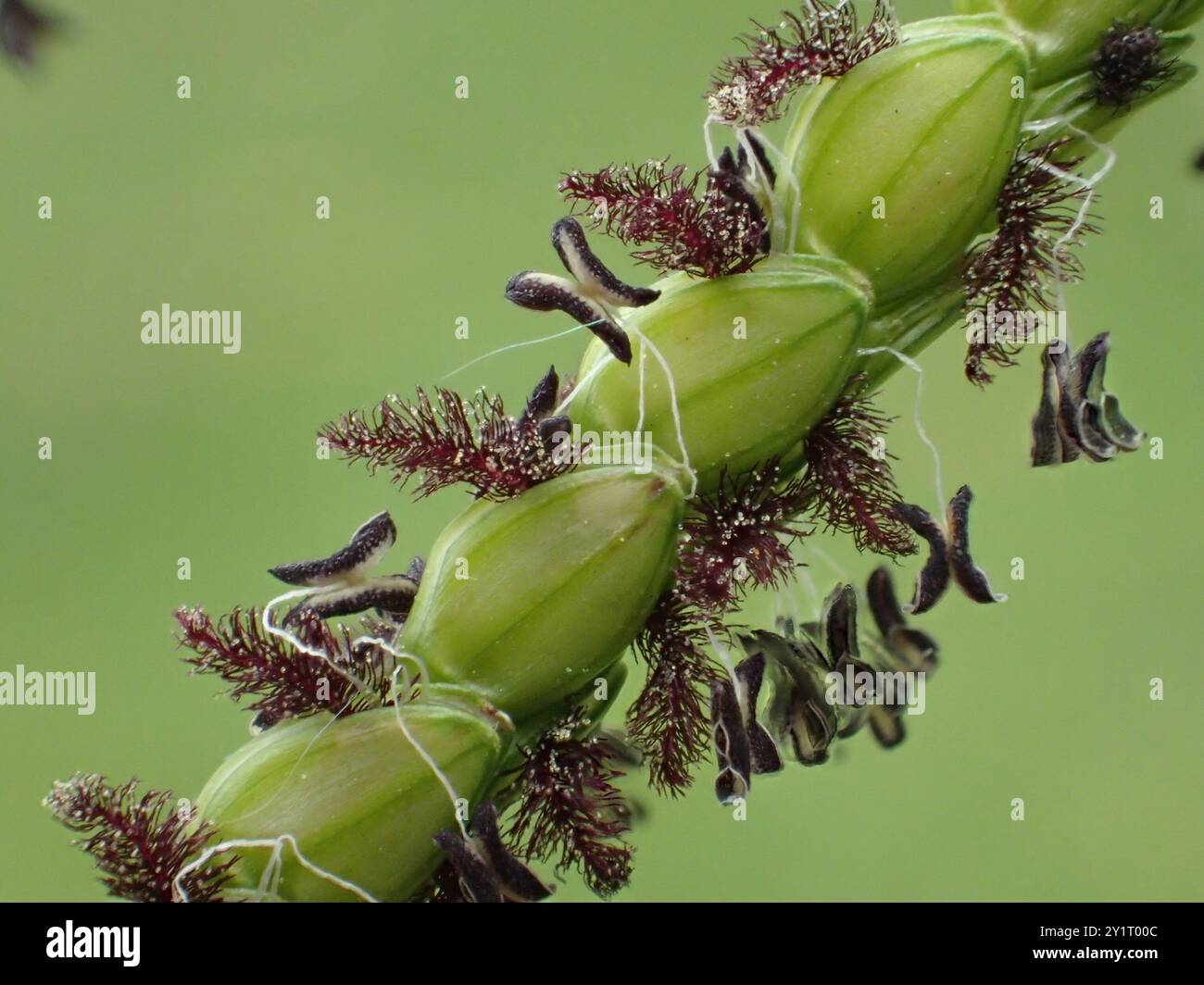 Taranui (Paspalum orbiculare) Plantae Stock Photo - Alamy