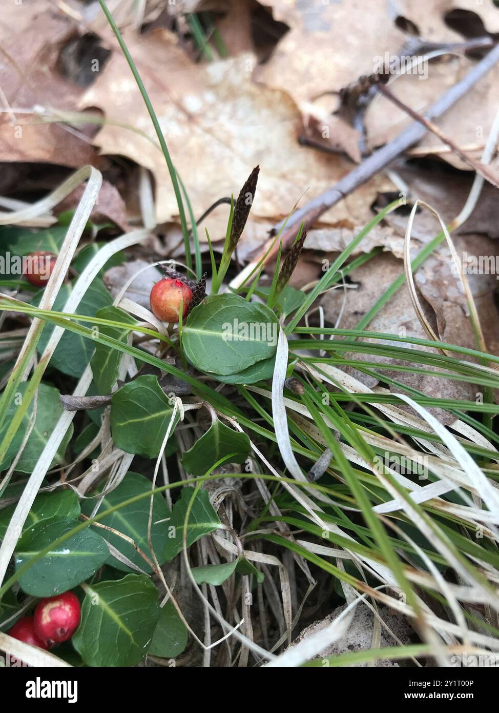 Pennsylvania sedge (Carex pensylvanica) Plantae Stock Photo - Alamy