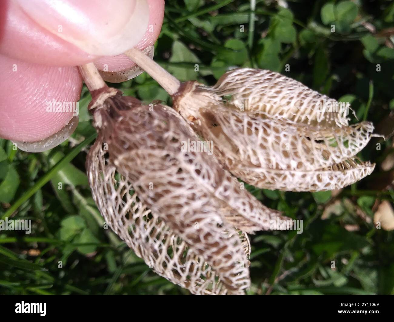 flowering plants (Angiospermae) Plantae Stock Photo - Alamy